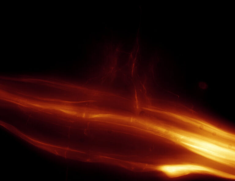 THUNDER Imaging Systems | Products | Leica Microsystems