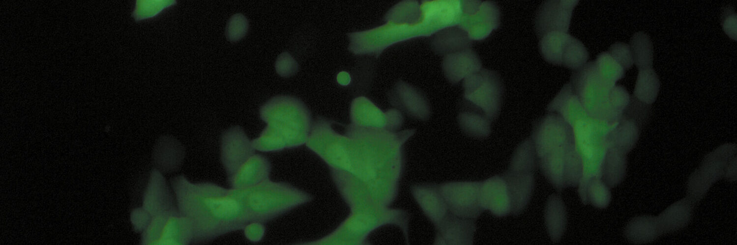 Dissecting Microscopes | Applications | Leica Microsystems