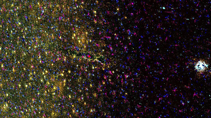 Cell DIVE - Aplicaciones | Productos | Leica Microsystems