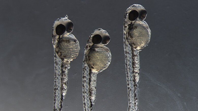 A Guide to Zebrafish Research | Learn & Share | Leica Microsystems