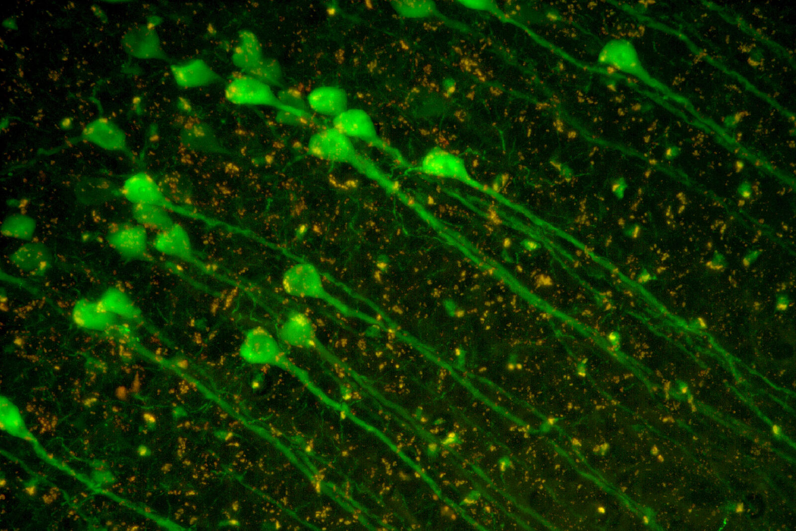 A Guide to Neuroscience Research | Learn & Share | Leica Microsystems