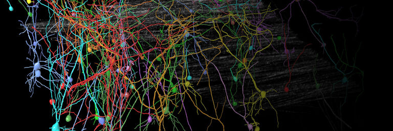 Aivia AI Image Analysis Software | Products | Leica Microsystems