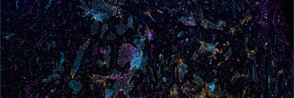 Cell Dive - Minerva | Leica Microsystems