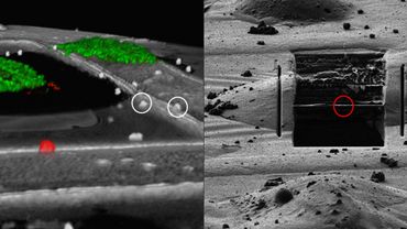 STELLARIS Cryo Confocal light microscope - Applications | Products ...