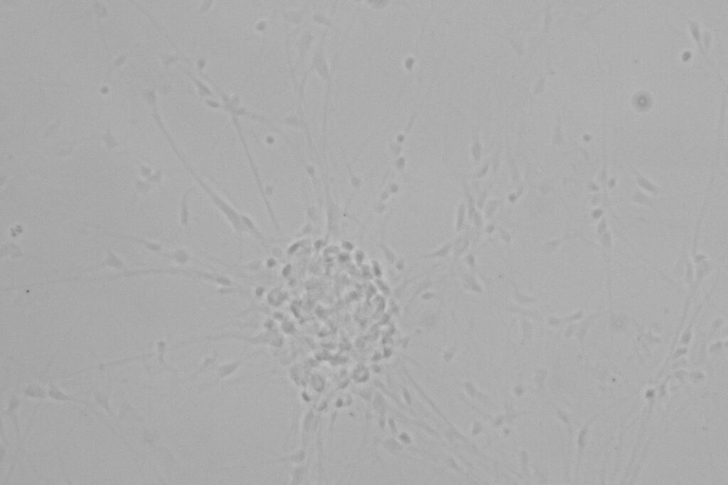 Differential Interference Contrast (DIC) Microscopy | Learn & Share ...