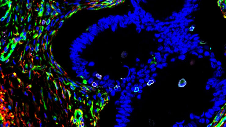 Cell DIVE - Applications | Products | Leica Microsystems