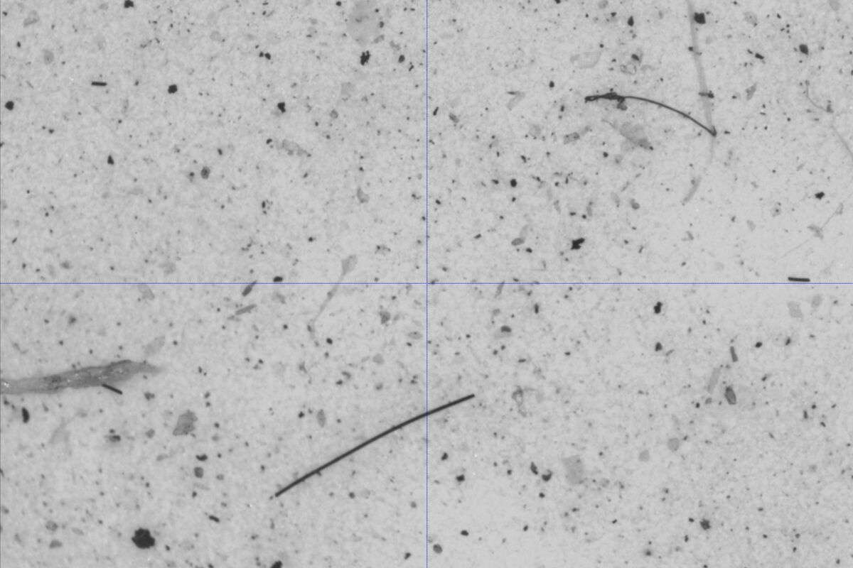 Efficient Particle Counting and Analysis | Learn & Share | Leica ...