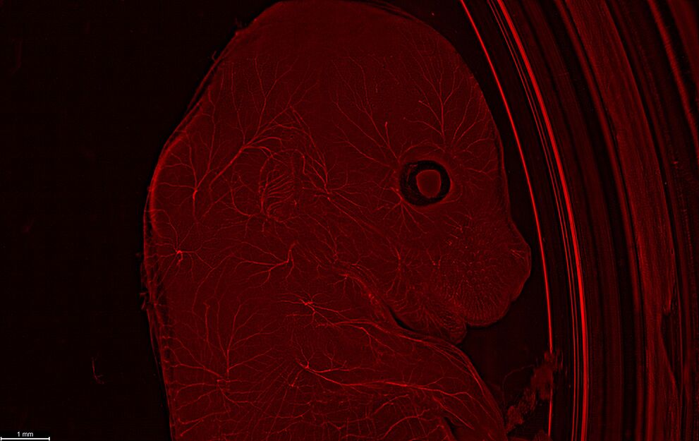 THUNDER Imager Model Organism | Products | Leica Microsystems