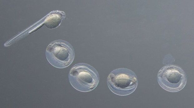 A Guide to Zebrafish Research | Learn & Share | Leica Microsystems