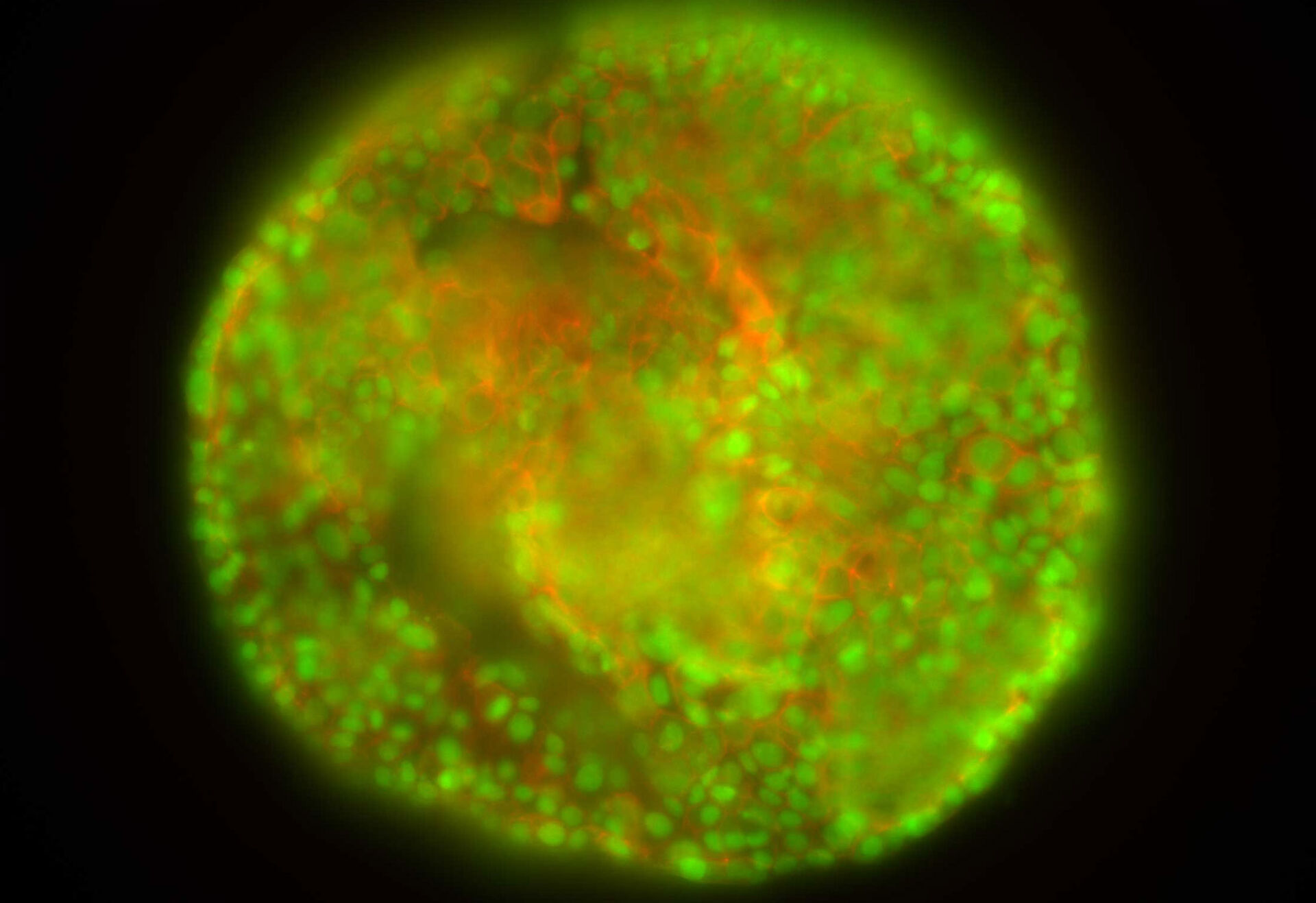 THUNDER Imaging Systems | Products | Leica Microsystems