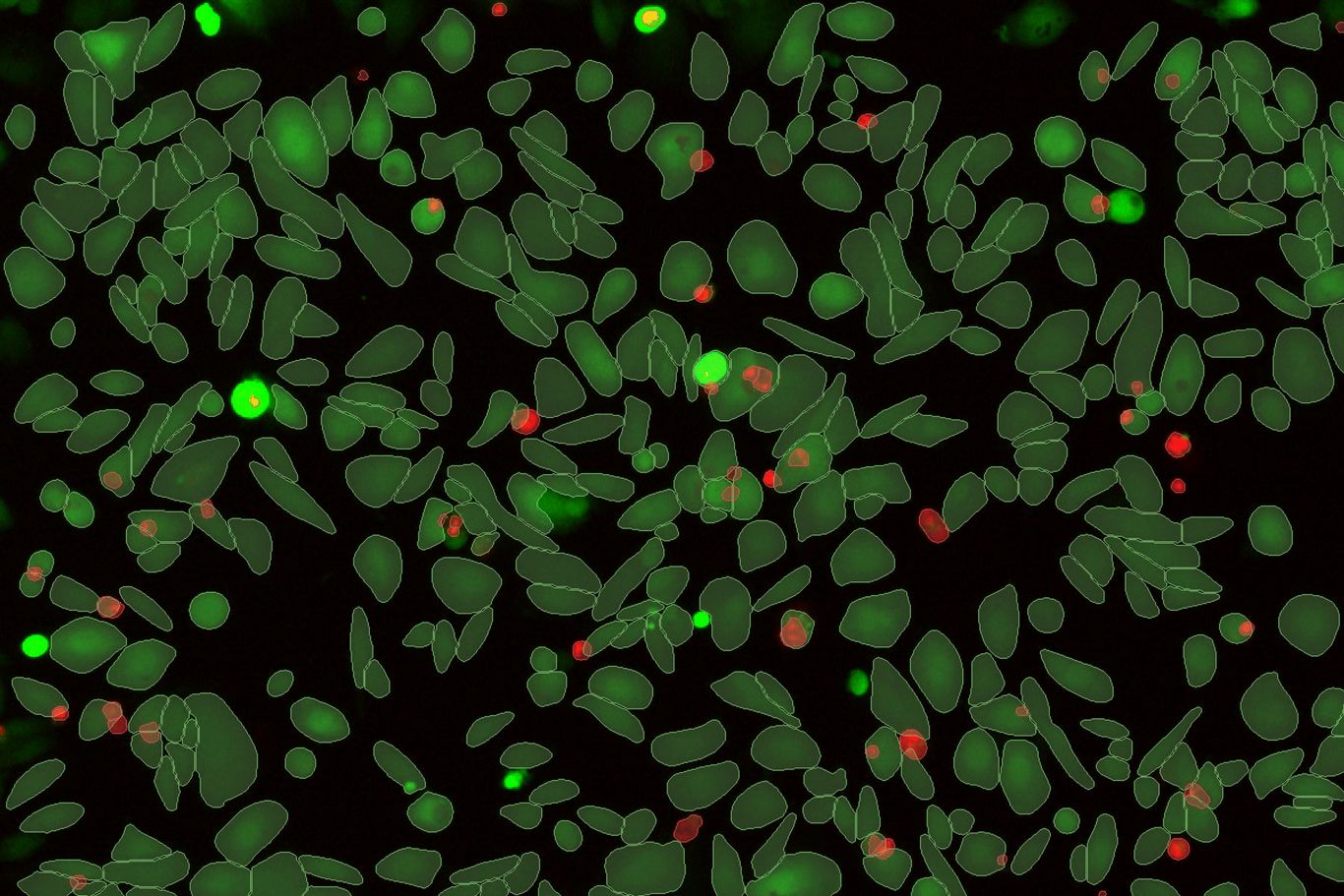 Aivia AI Image Analysis Software | Products | Leica Microsystems