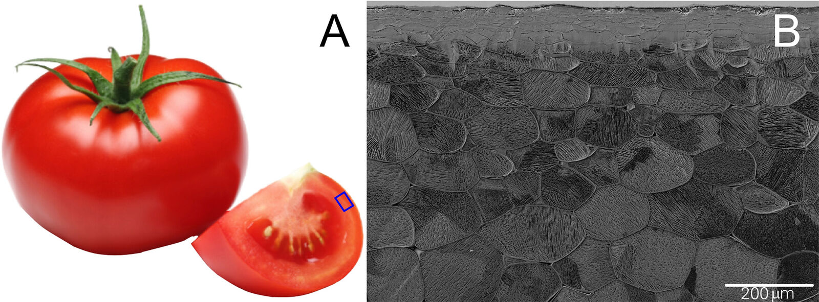 Studying the Microstructure of Natural Polymers in Fine Detail | Learn ...