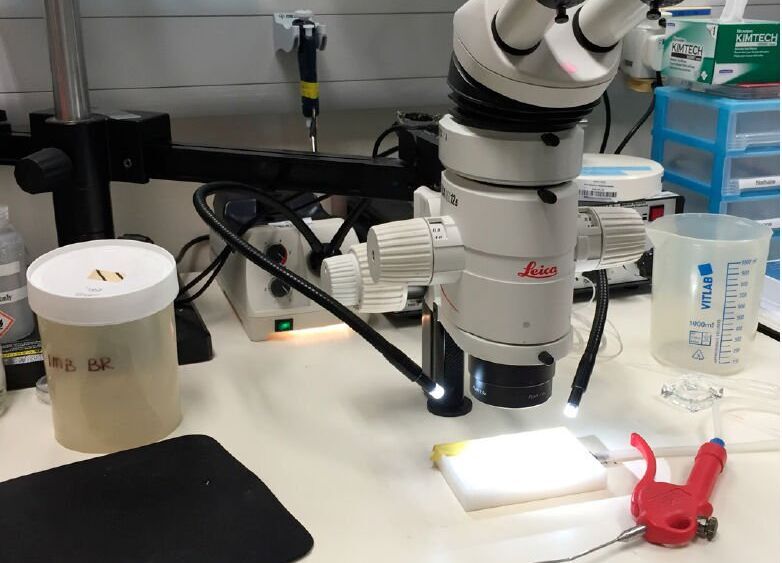 Investigating Fruit Flies (Drosophila melanogaster) | Learn & Share ...