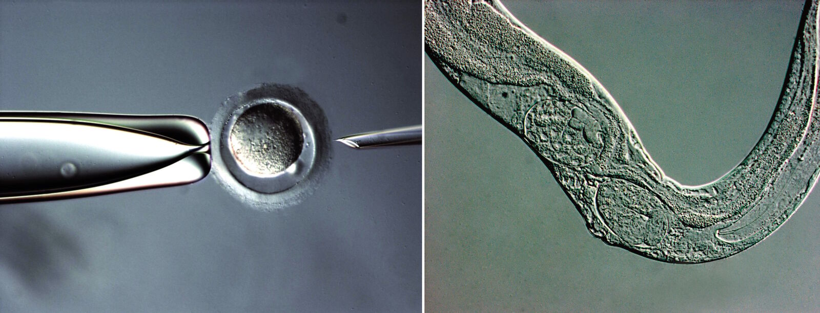 Integrated Modulation Contrast (IMC) | Learn & Share | Leica Microsystems