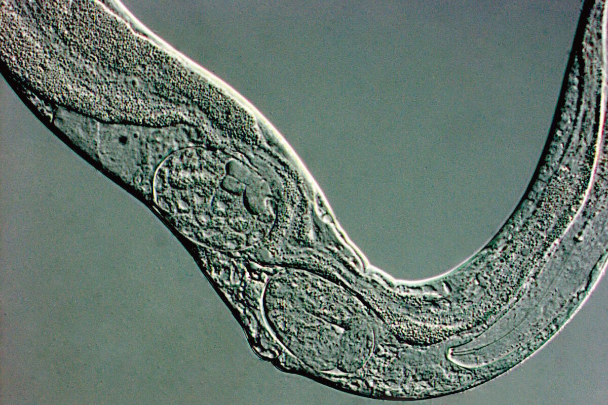 Integrated Modulation Contrast (IMC) | Learn & Share | Leica Microsystems