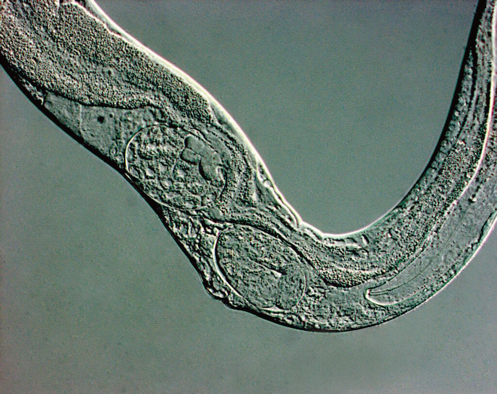 Integrated Modulation Contrast (IMC) | Learn & Share | Leica Microsystems