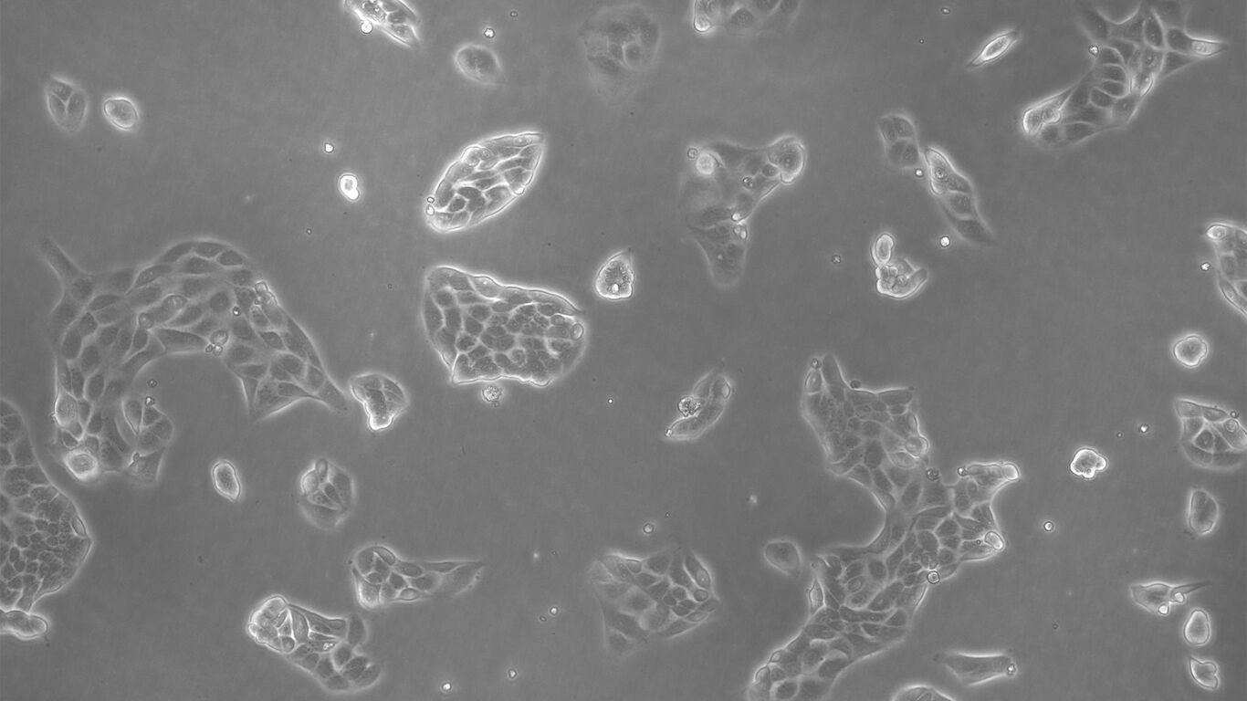 Microscopy Solutions for Cell Culture | Applications | Leica Microsystems
