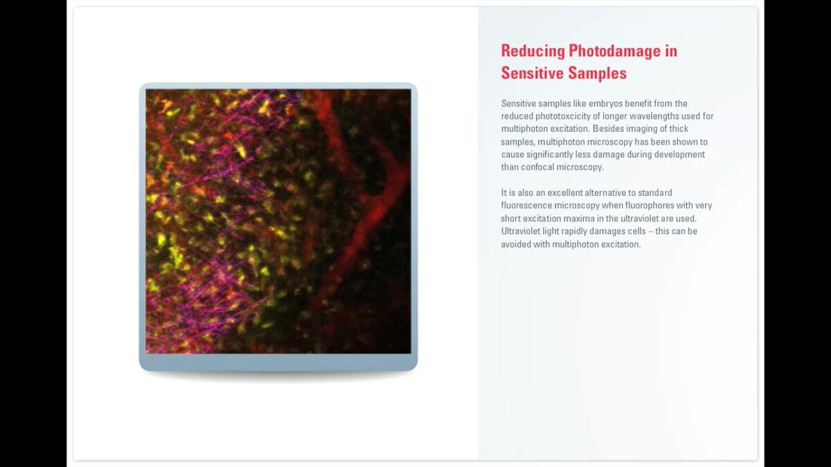 Principles of Multiphoton Microscopy for Deep Tissue Imaging | Learn ...