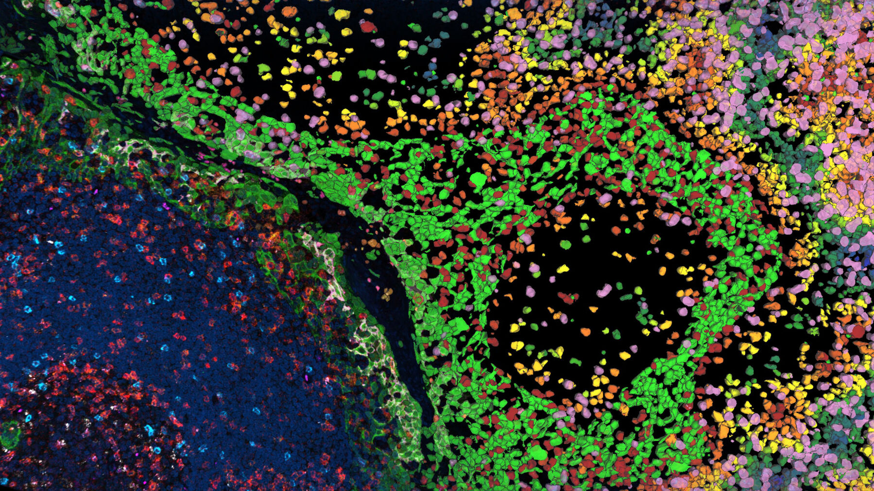 Aivia AI Image Analysis Software | Products | Leica Microsystems