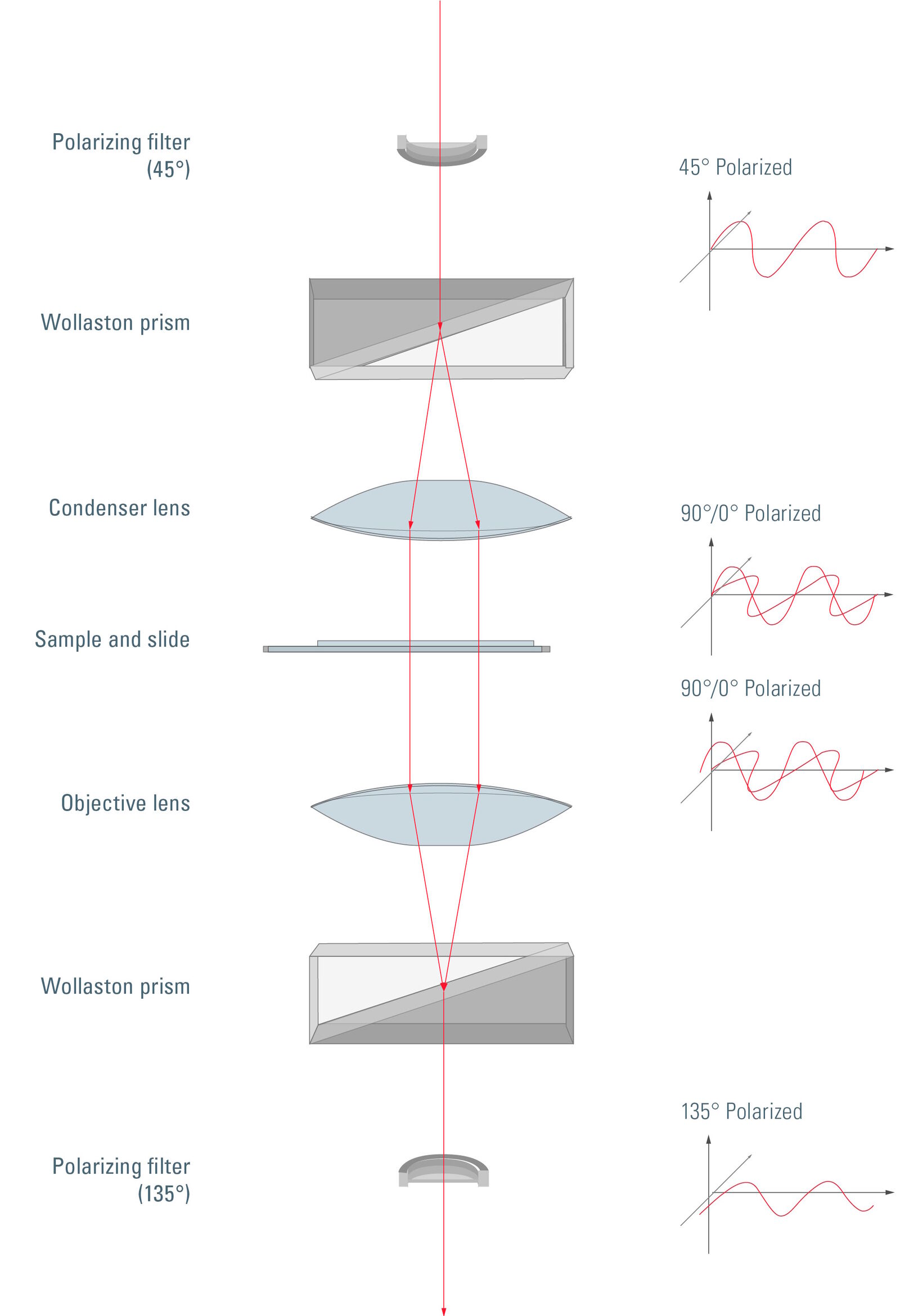 Differential Interference Contrast Microscopy Differential
