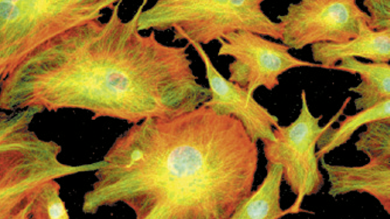 Leica DM3000 & DM3000 LED Uniquely Ergonomic System Microscopes With ...