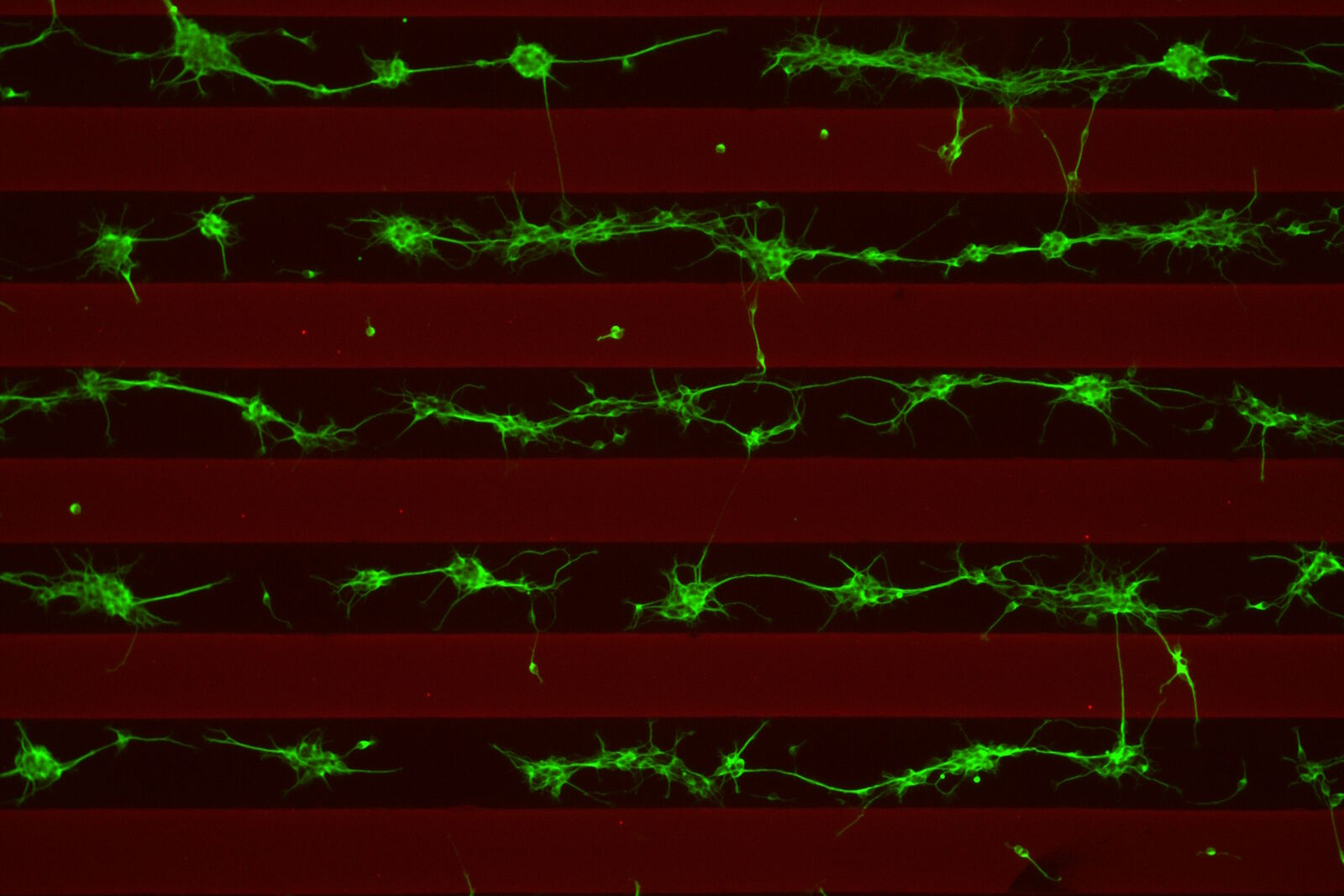 Revealing Neuronal Migration’s Molecular Secrets | Learn & Share ...