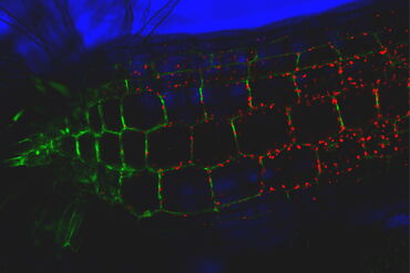 Articles | Products | Leica Microsystems