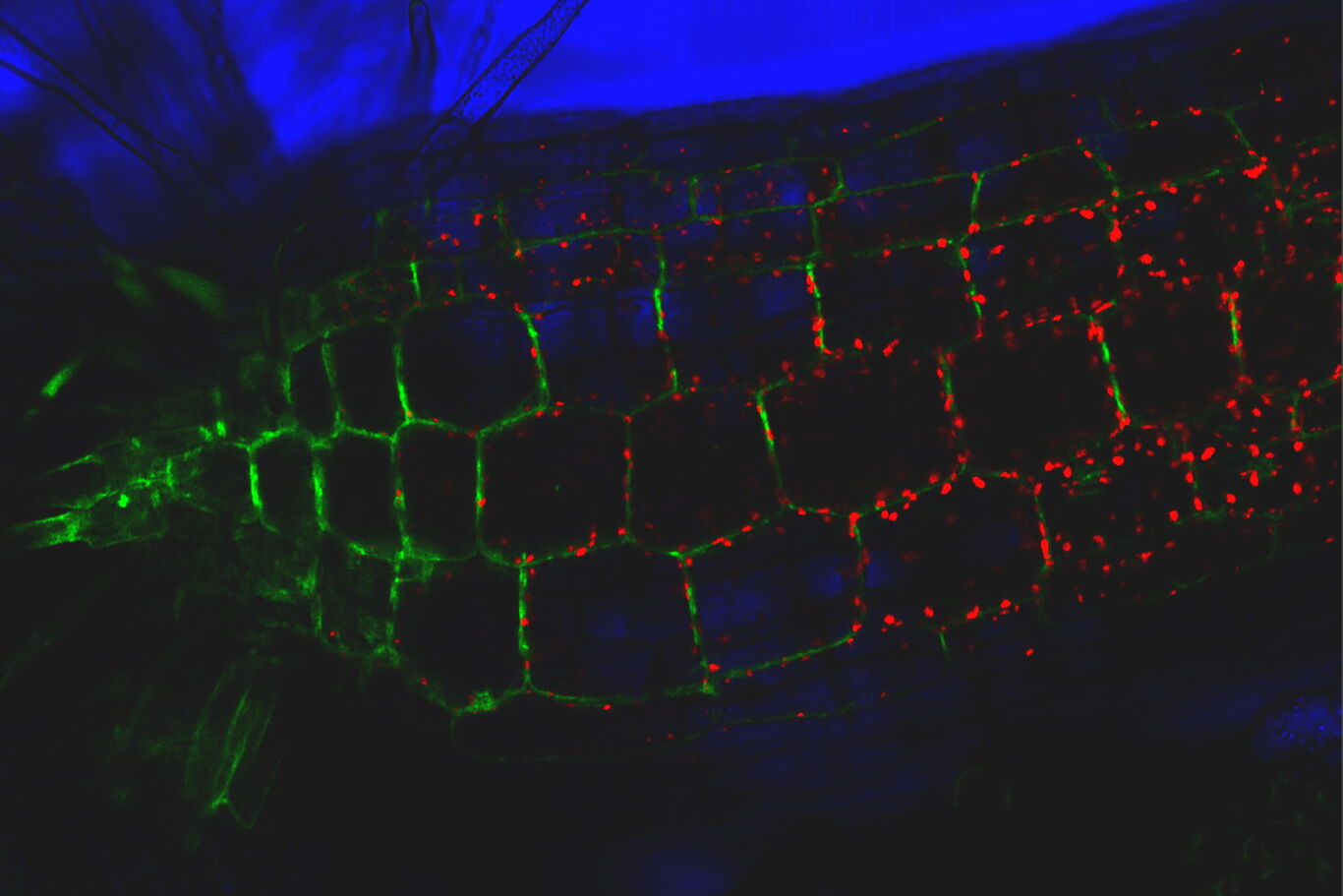 Live-Cell Imaging Techniques | Learn & Share | Leica Microsystems