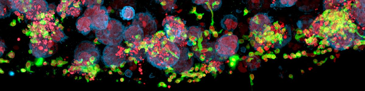 Biopharma | Applications | Leica Microsystems