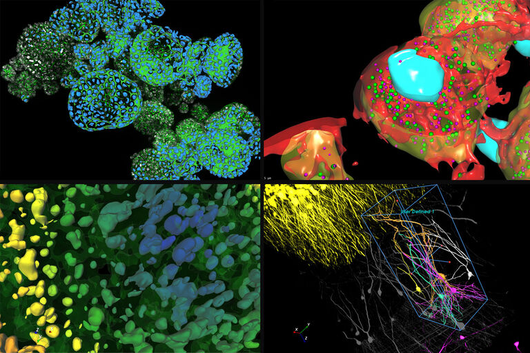 Aivia AI Image Analysis Software | Products | Leica Microsystems
