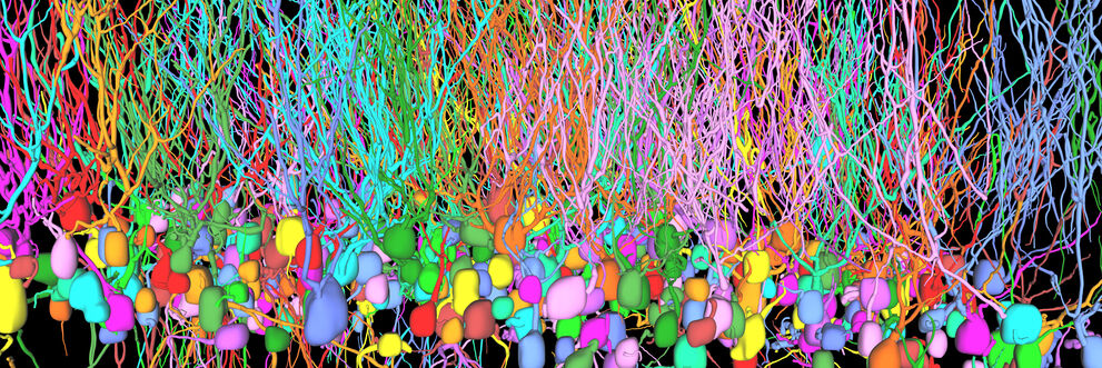 Neuroscientists to gain better insights with AI-powered image analysis ...