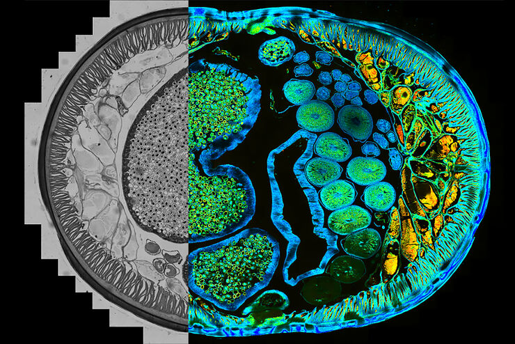 LAS X Life Science Microscope Software - Applications | Products ...