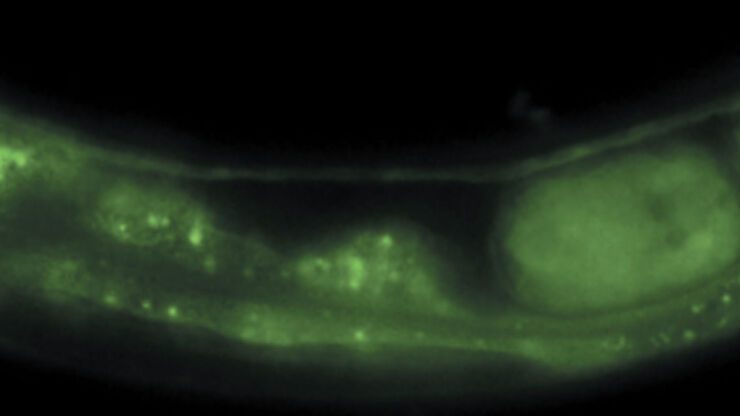 Leica DM2000 & DM2000 LED Ergonomic System Microscopes for Complex ...