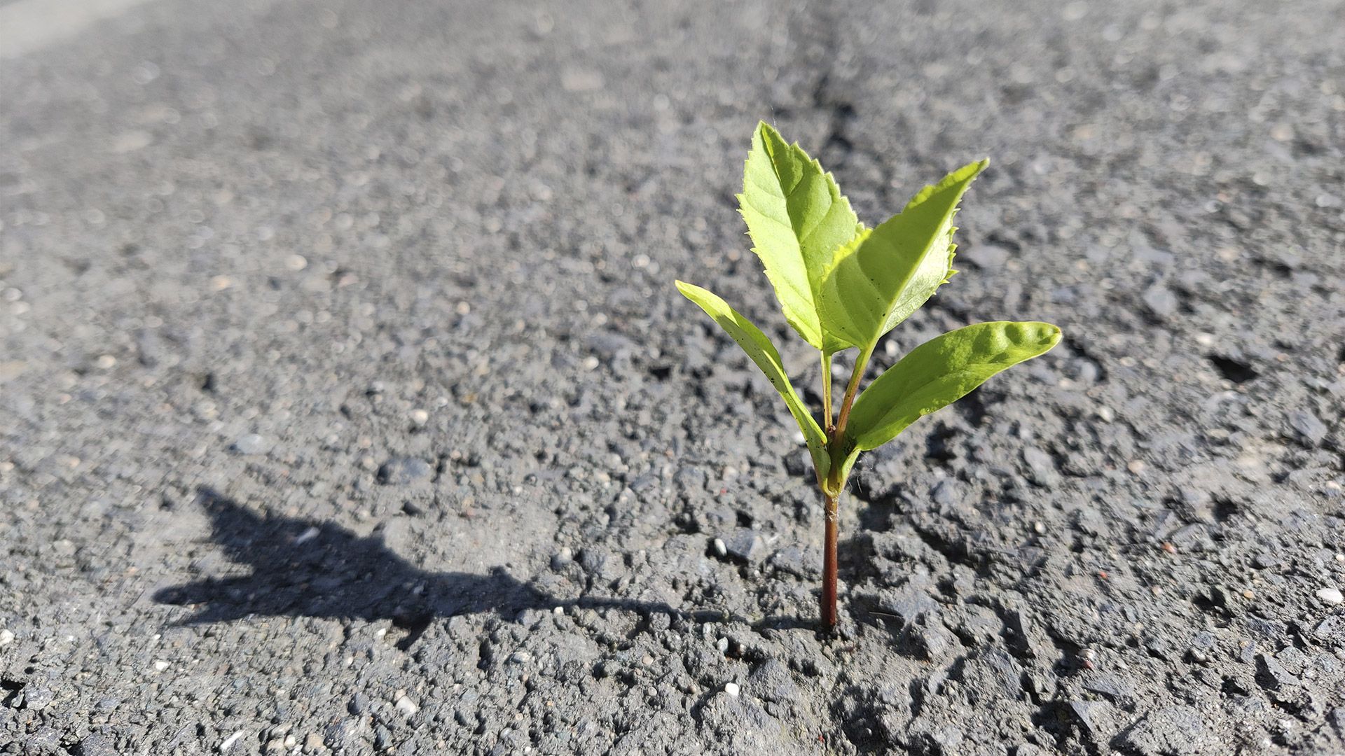 STELLARIS STED Stimulated Emission Depletion Microscope | Leica ...