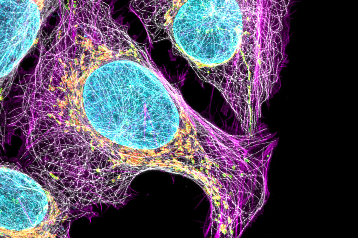 Biology Science Cells Human Cell Atlas | Broad Institute