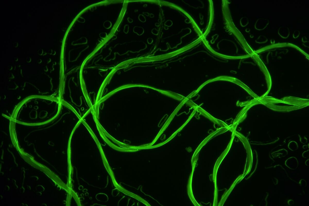 How Industrial Applications Benefit from Fluorescence Microscopy ...