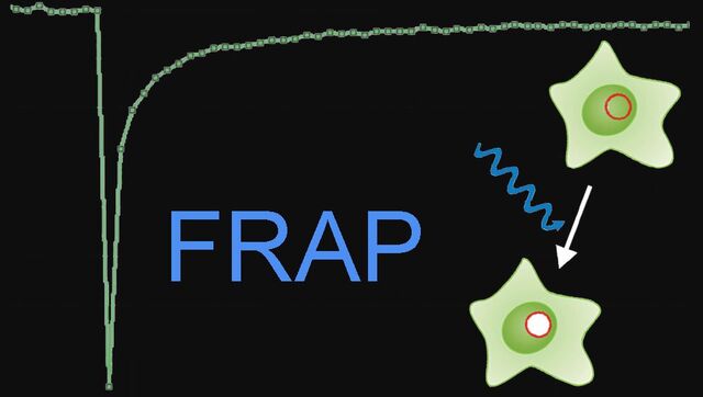 Fluorescence Recovery after Photobleaching (FRAP) and its Offspring ...