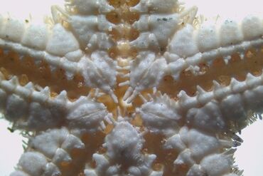 Leica EZ4 W & EZ4 E | Products | Leica Microsystems