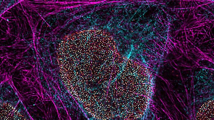Confocal Microscopes | Products | Leica Microsystems
