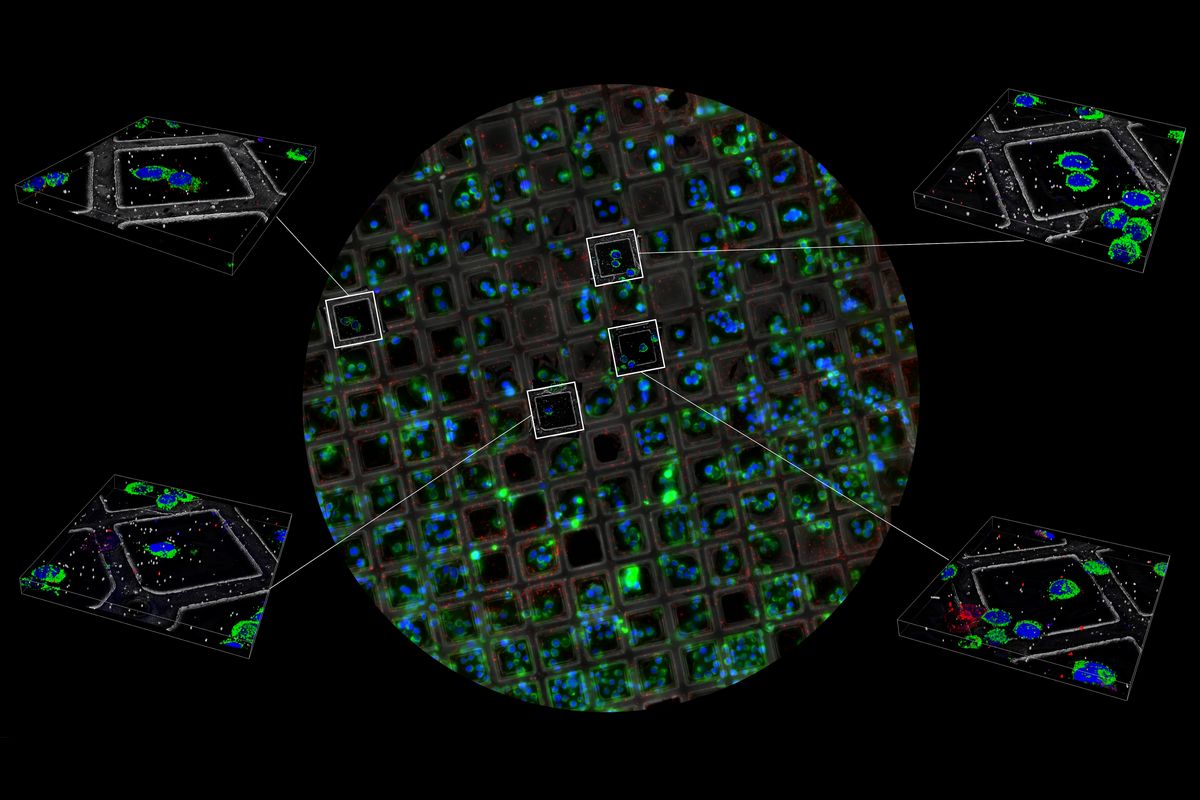From Bench to Beam: A Complete Correlative Cryo Light Microscopy Workflow | Learn & Share ...