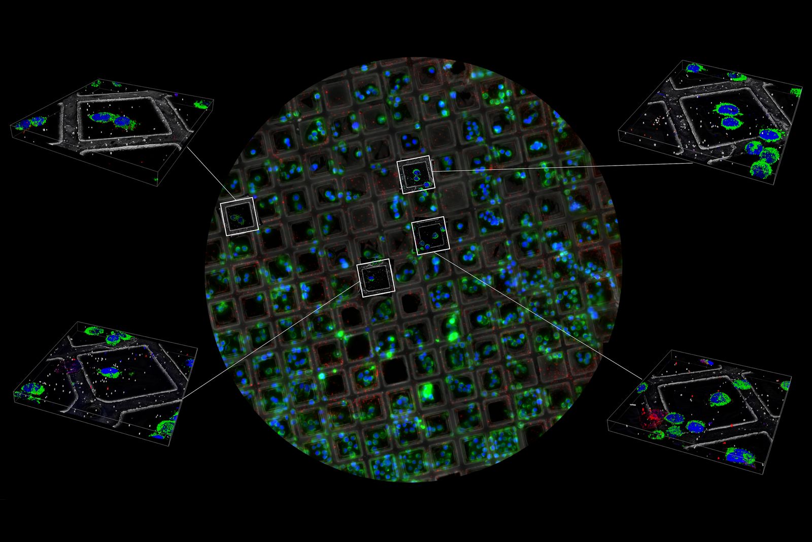 From Bench to Beam: A Complete Correlative Cryo Light Microscopy Workflow | Learn & Share ...