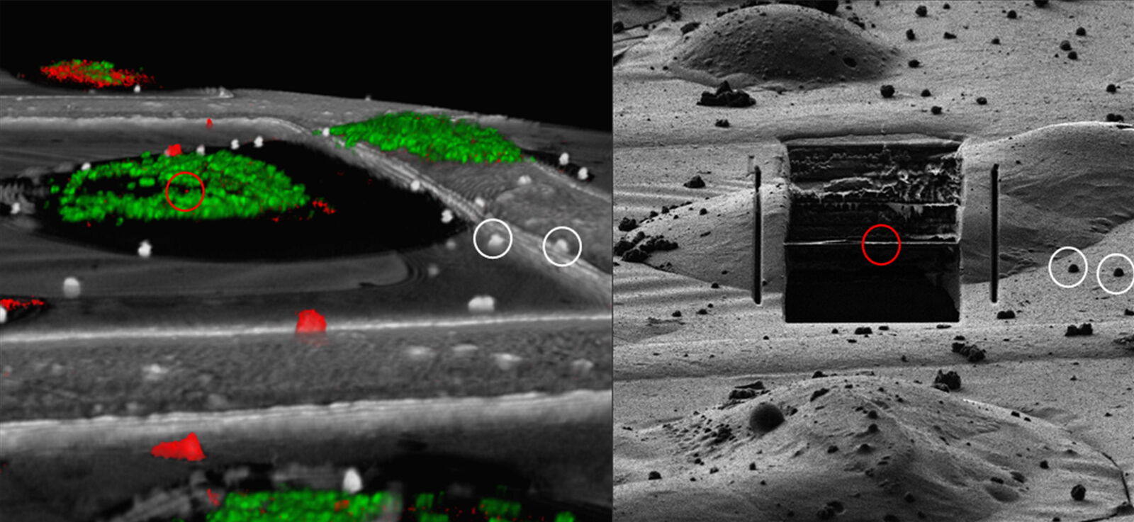 How to Target Fluorescent Structures in 3D for Cryo-FIB Milling | Learn & Share | Leica Microsystems