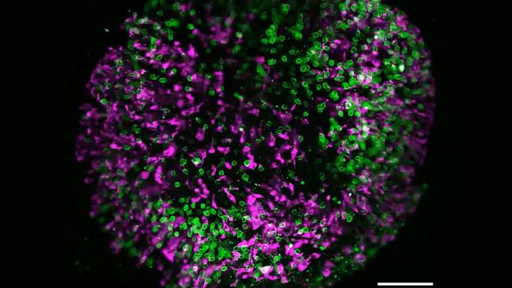 Microscopes and Imaging Systems | Leica Microsystems