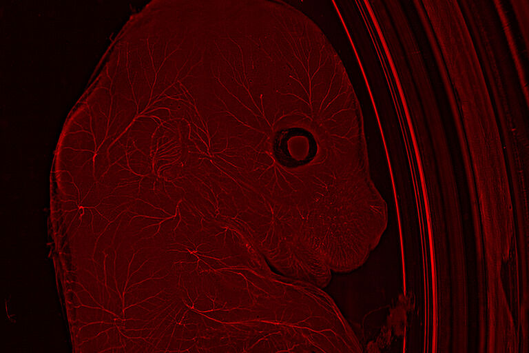 A Guide to Model Organisms in Research | Learn & Share | Leica Microsystems