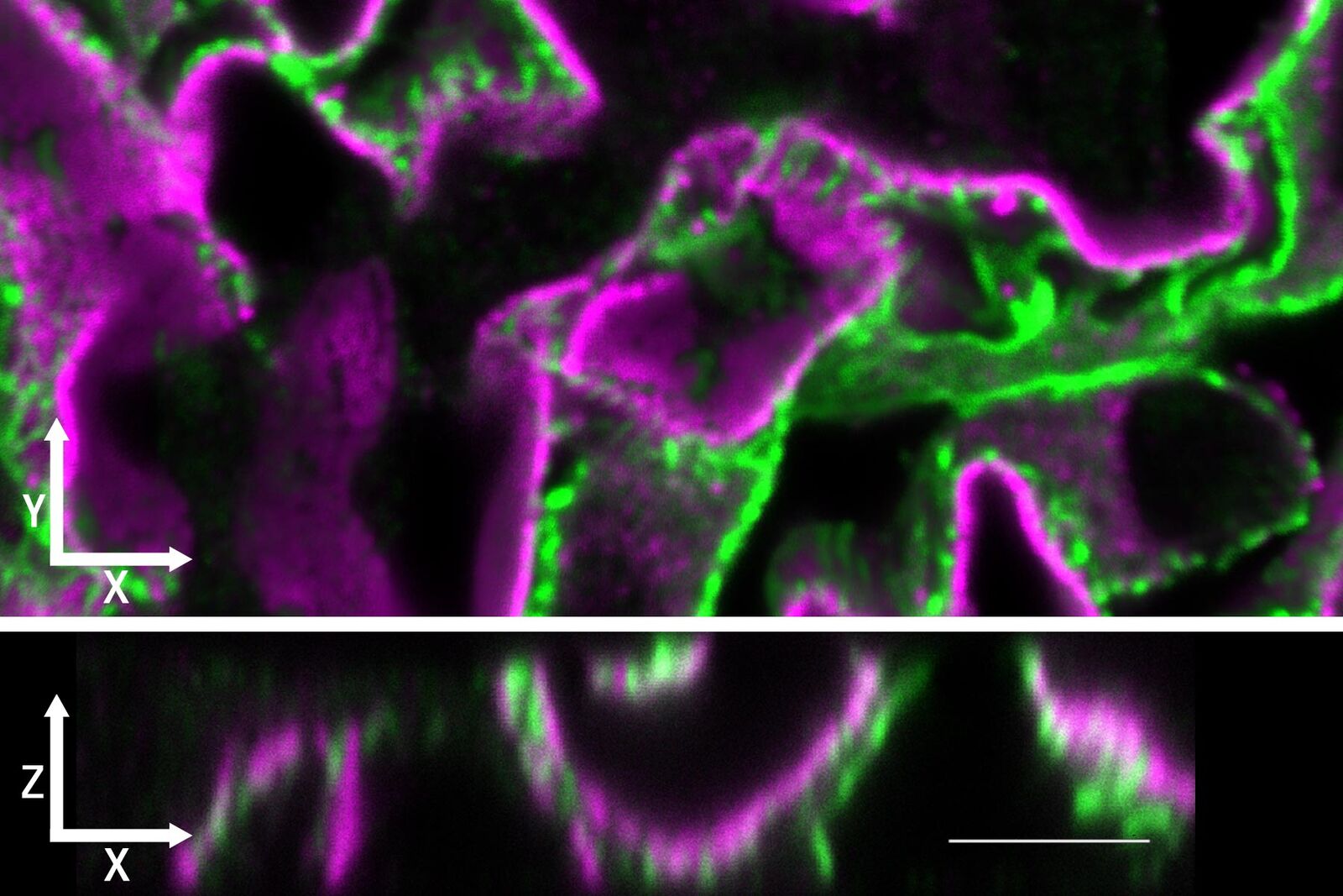 STED Microscopes STELLARIS | Products | Leica Microsystems