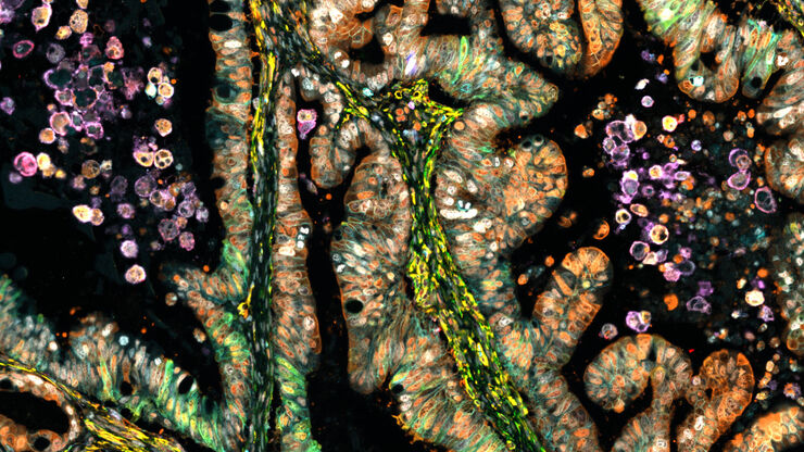 Cell DIVE Multiplex Imaging Solution | Products | Leica Microsystems