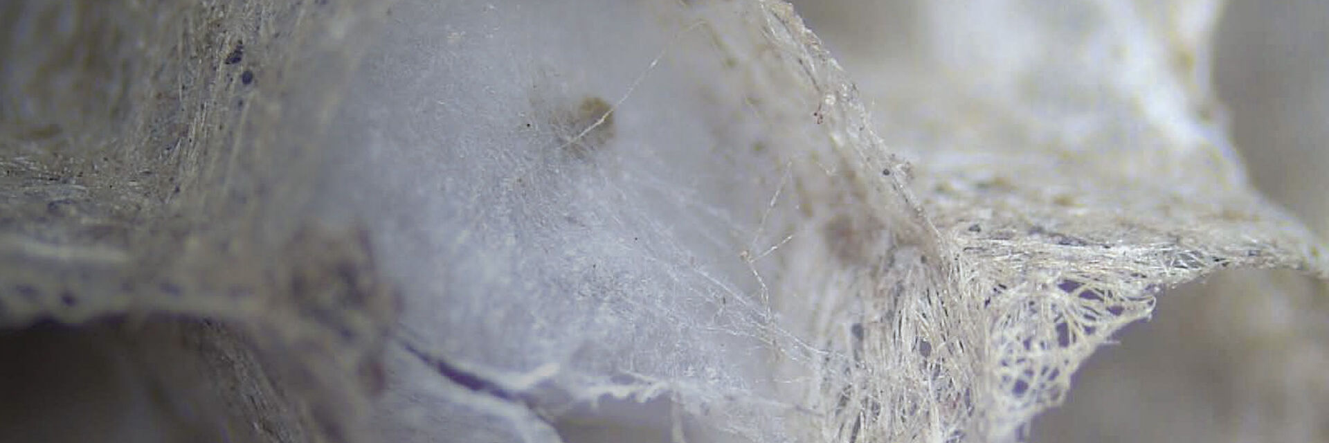 Leica EZ4 W & EZ4 E 大学生向け実習用デジタルカメラ付実体顕微鏡 | 製品紹介 | Leica Microsystems