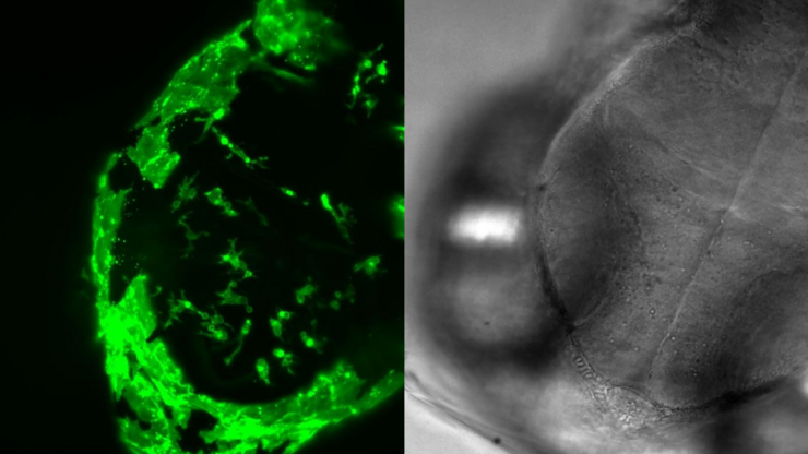 Viventis Deep Dual View Light Sheet Microscope - Applications ...