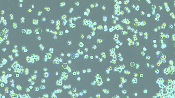Microscopy Solutions for Cell Culture | Applications | Leica Microsystems