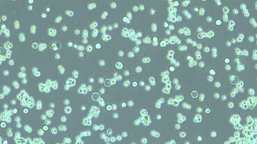 Microscopy Solutions for Cell Culture | Applications | Leica Microsystems